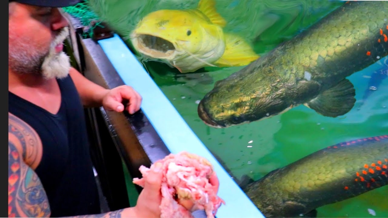 FEEDING OUR MONSTER FISH in the 12,000 GALLON TANK – Predatory Fins