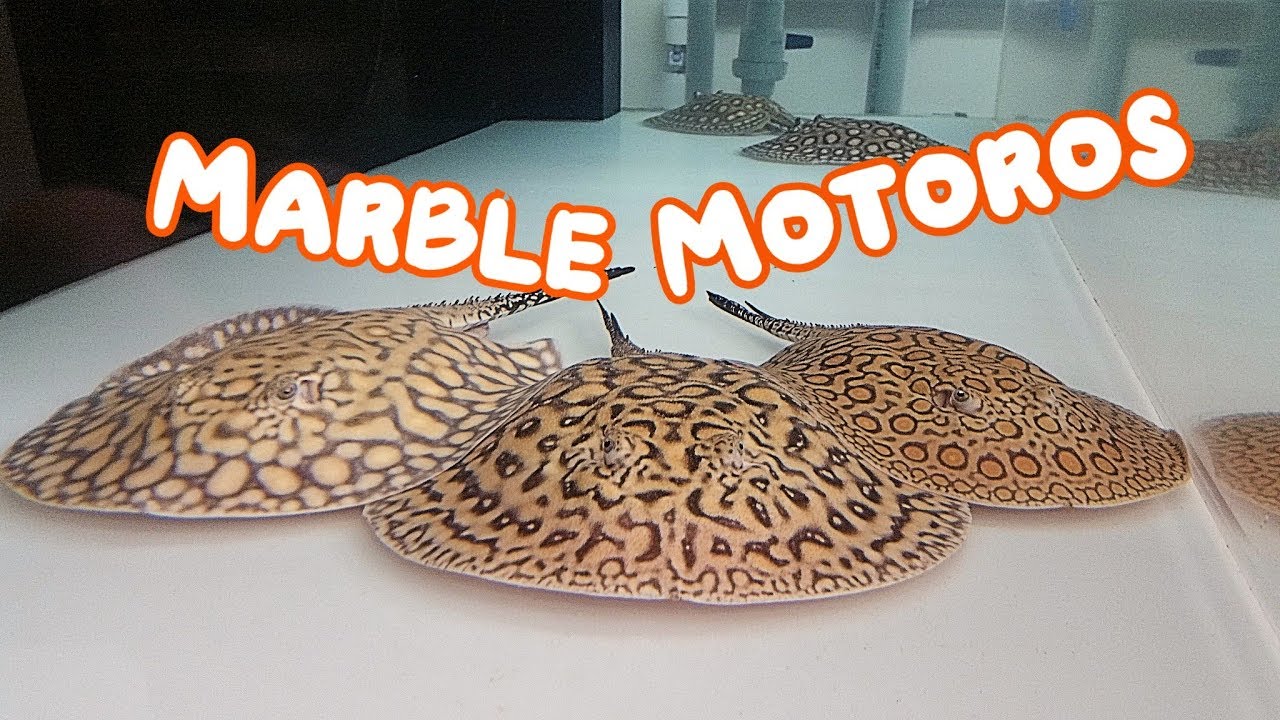 My FAVORITE stingray - Marble Motoros – Predatory Fins
