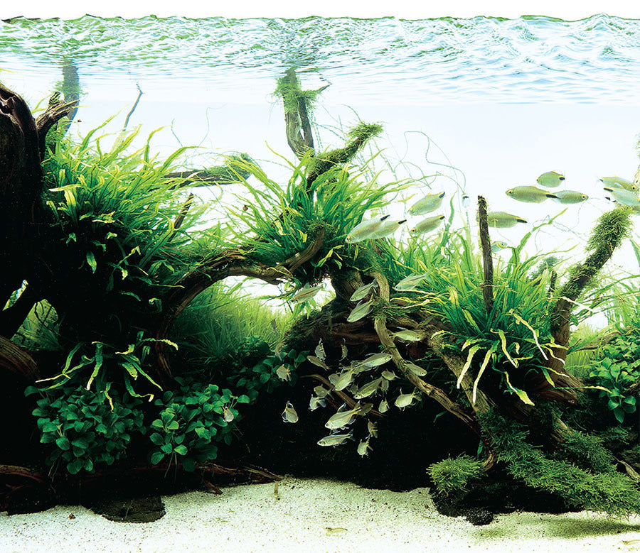 Shop Now — Predatory Fins