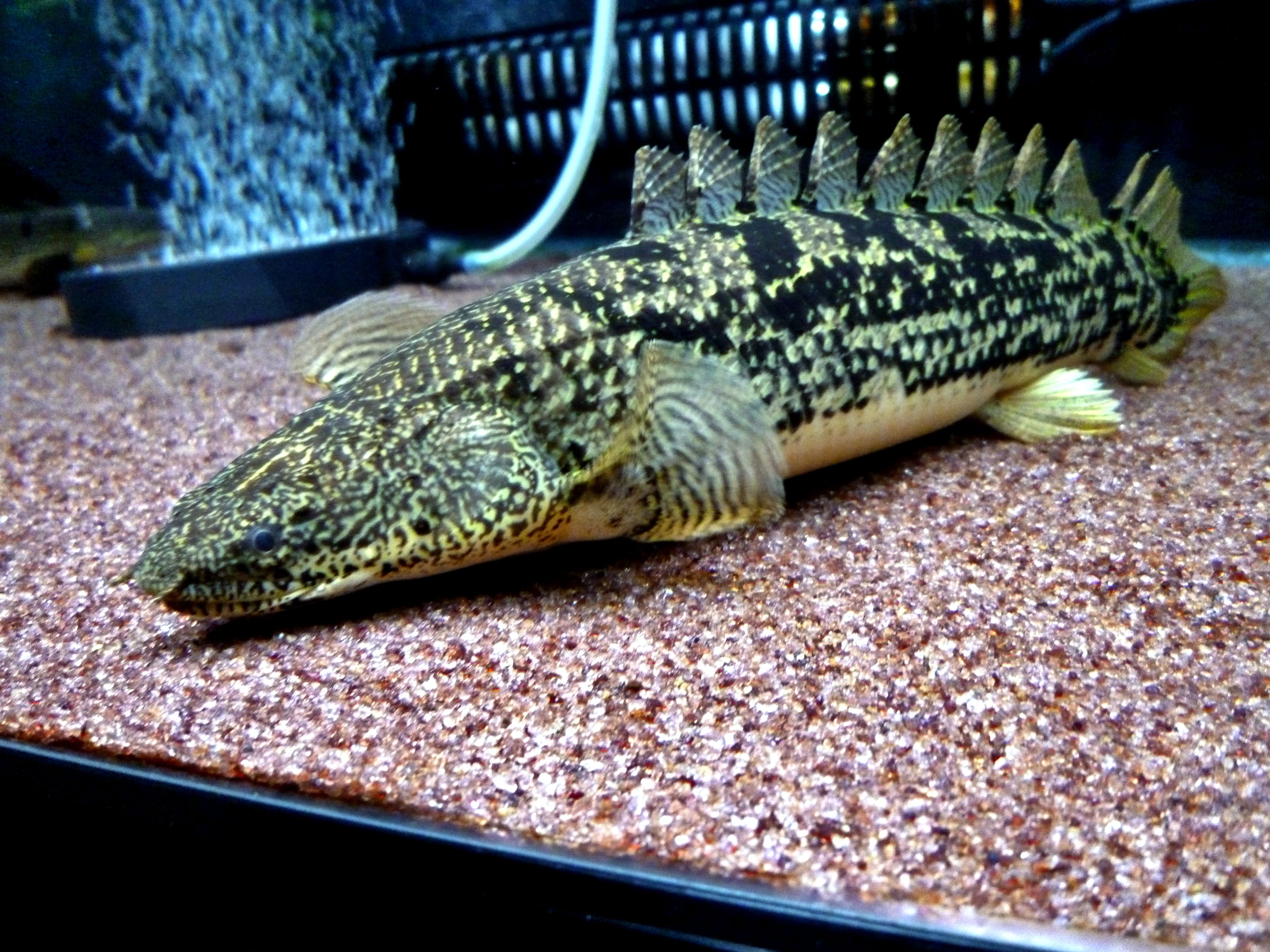 FRESHWATER FISH — Predatory Fins