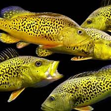 Shop Now — Predatory Fins