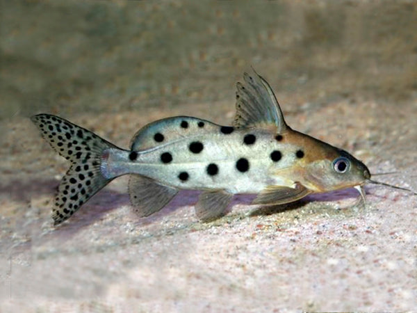 SYNODONTIS – Predatory Fins