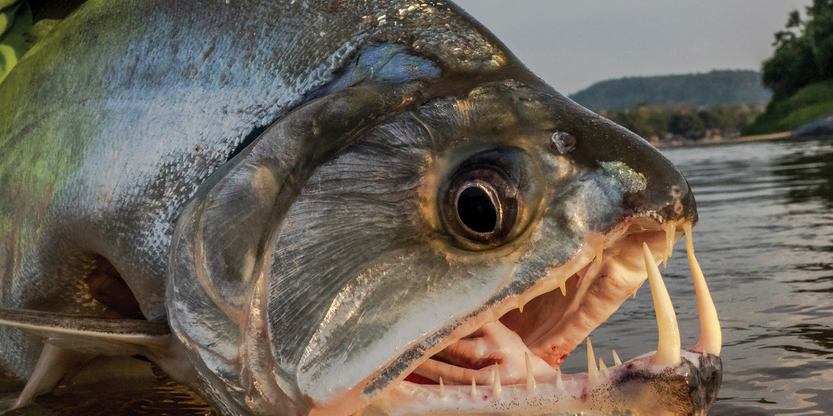 ODDBALLS — Predatory Fins