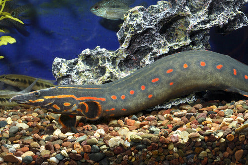 EELS – Predatory Fins