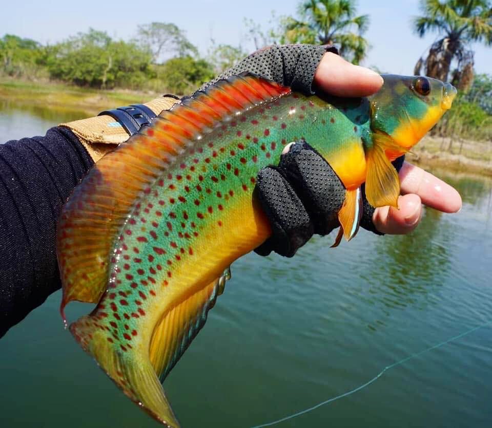 PIKE CICHLID – Predatory Fins