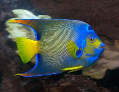 SALTWATER FISH – Predatory Fins