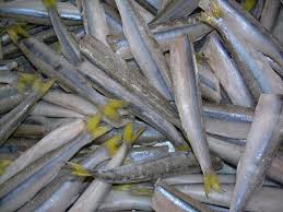 FROZEN FOOD – Predatory Fins