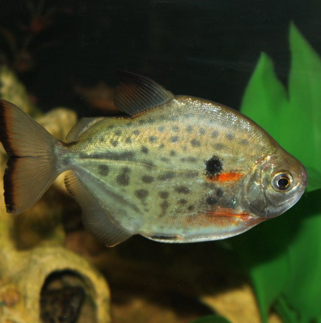 MYLEUS / PACU — Predatory Fins