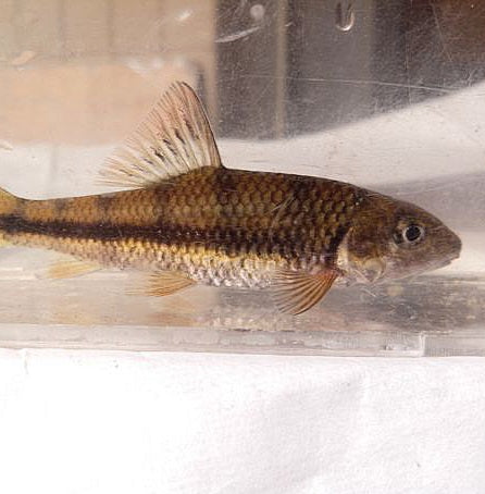 Red Fin Torpedo Barb (Acrossocheilus fasciatus) – Predatory Fins