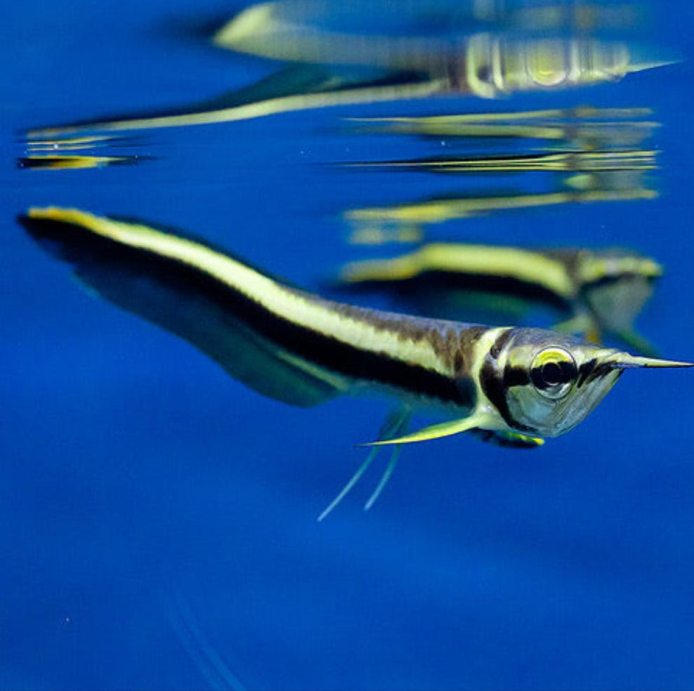 all — Predatory Fins