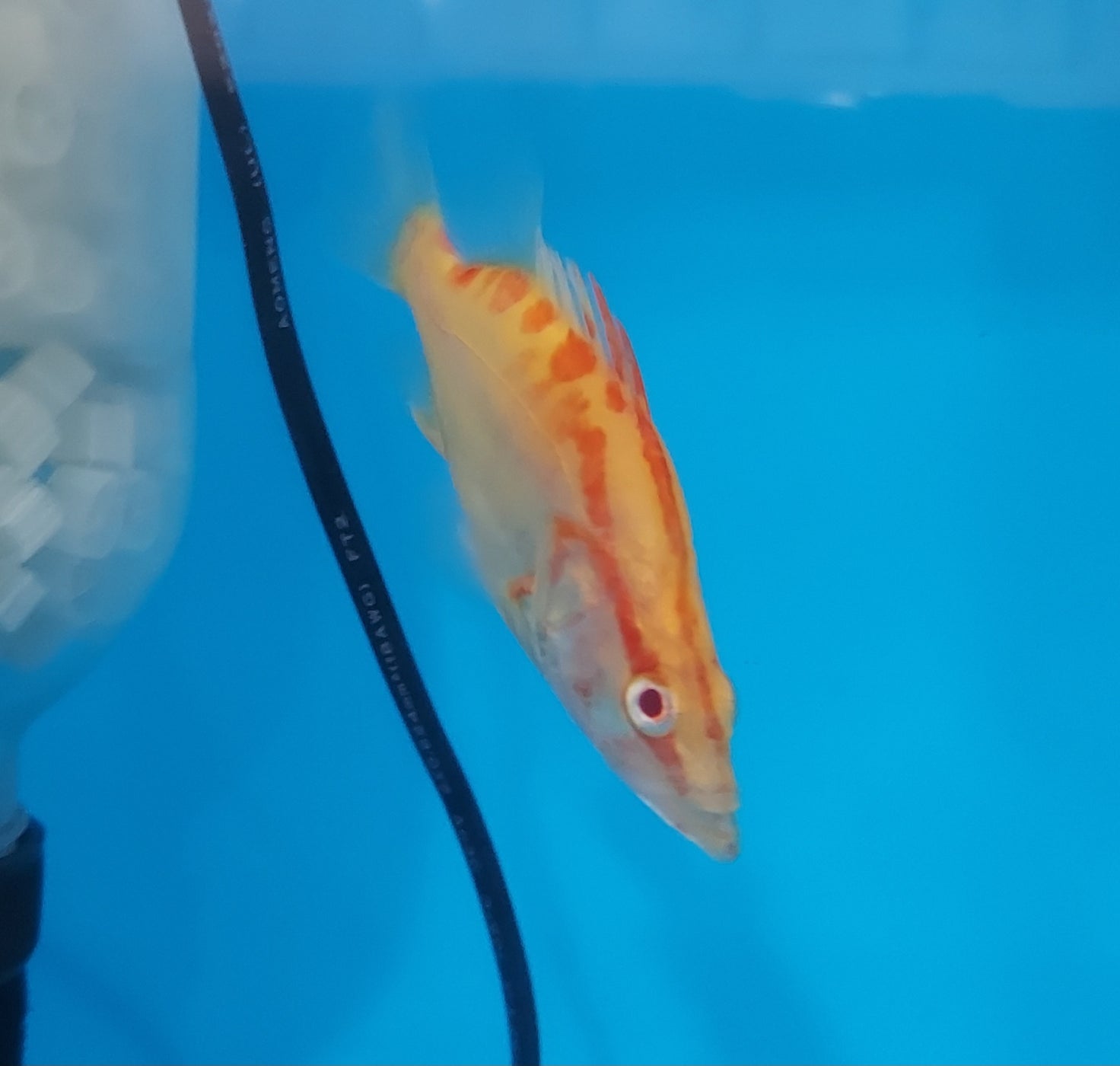 Albino Chinese Perch (Siniperca chuatsi) — Predatory Fins