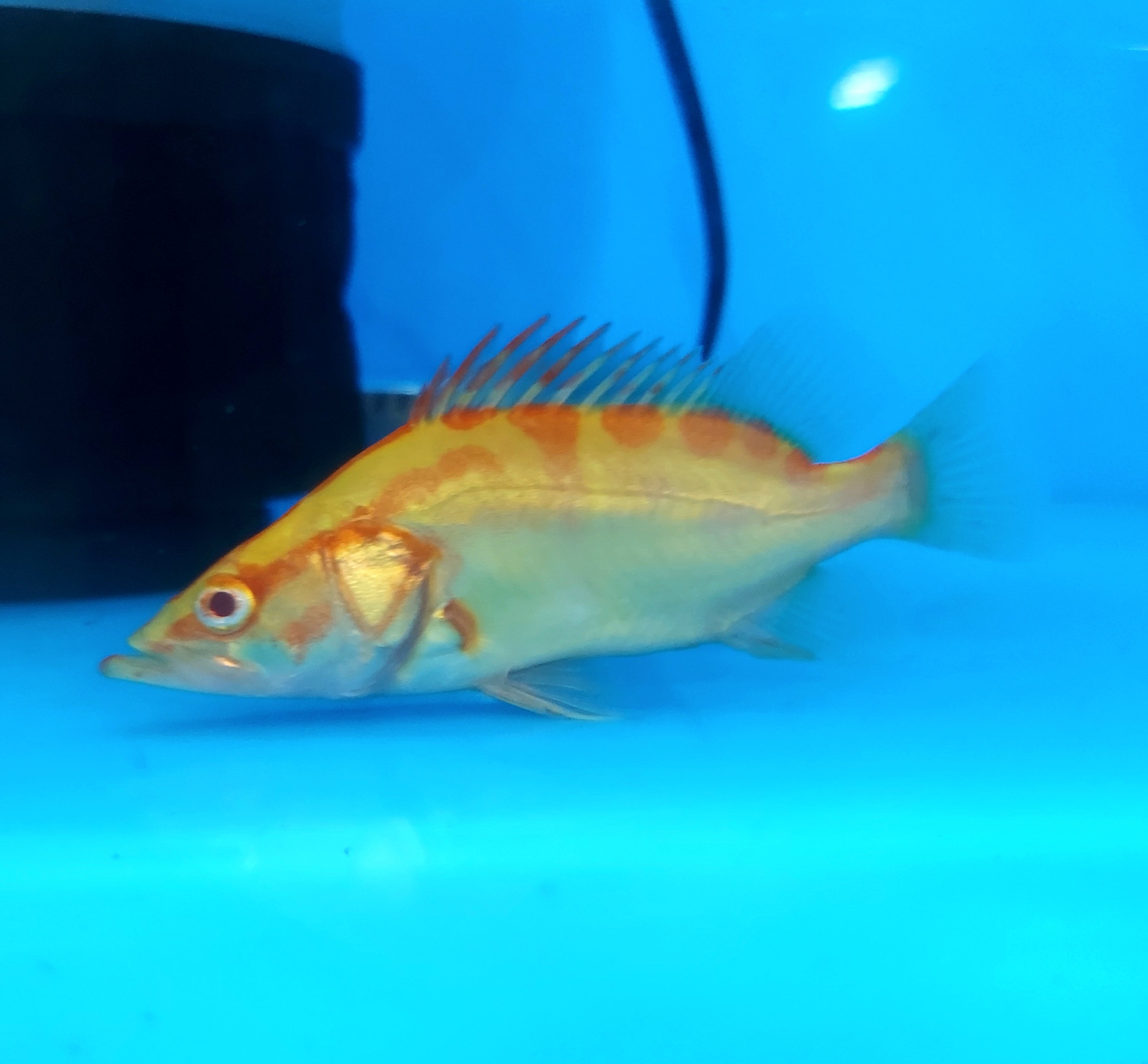 Albino Chinese Perch (Siniperca chuatsi) — Predatory Fins