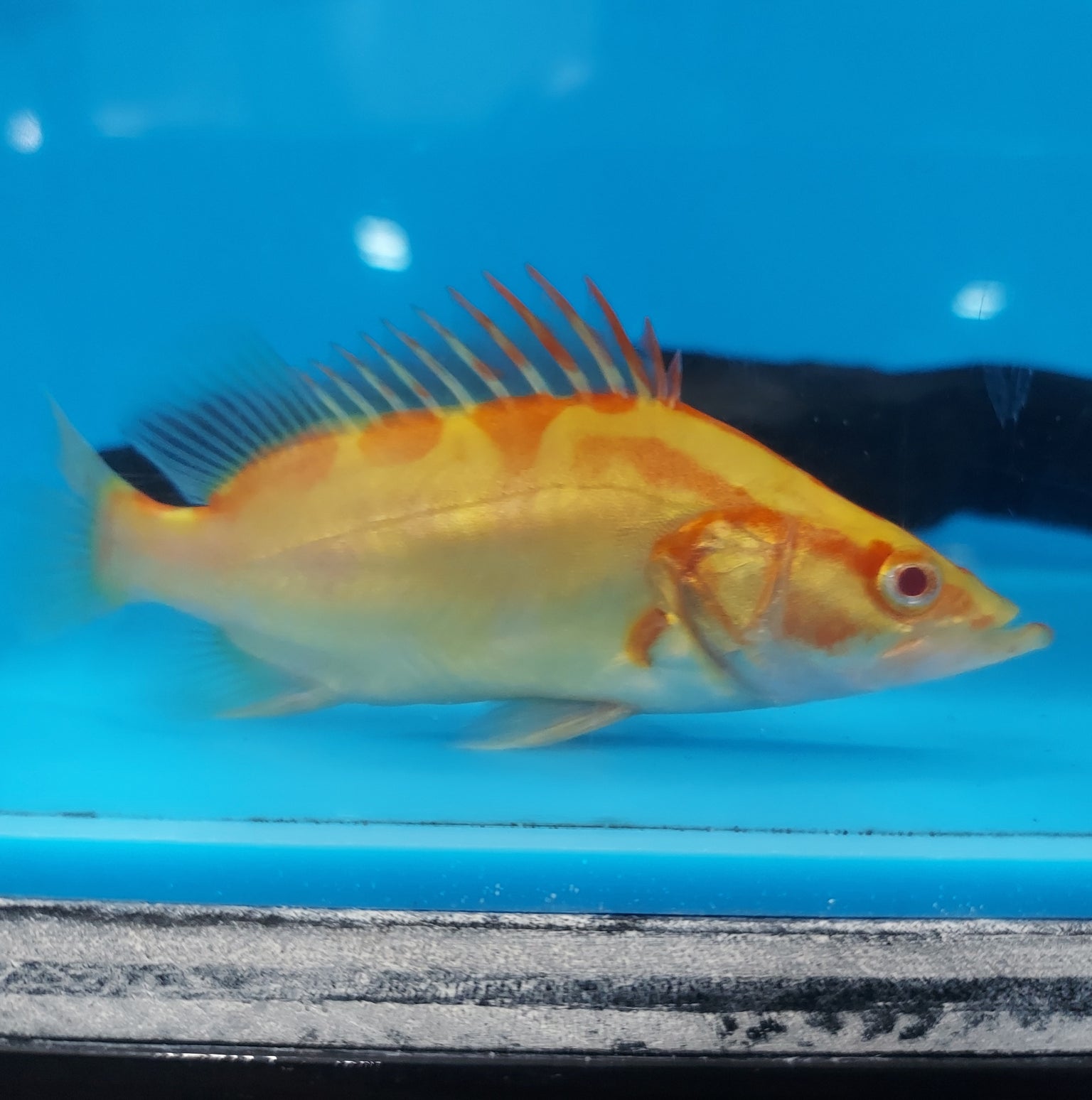 FRESHWATER FISH — Predatory Fins