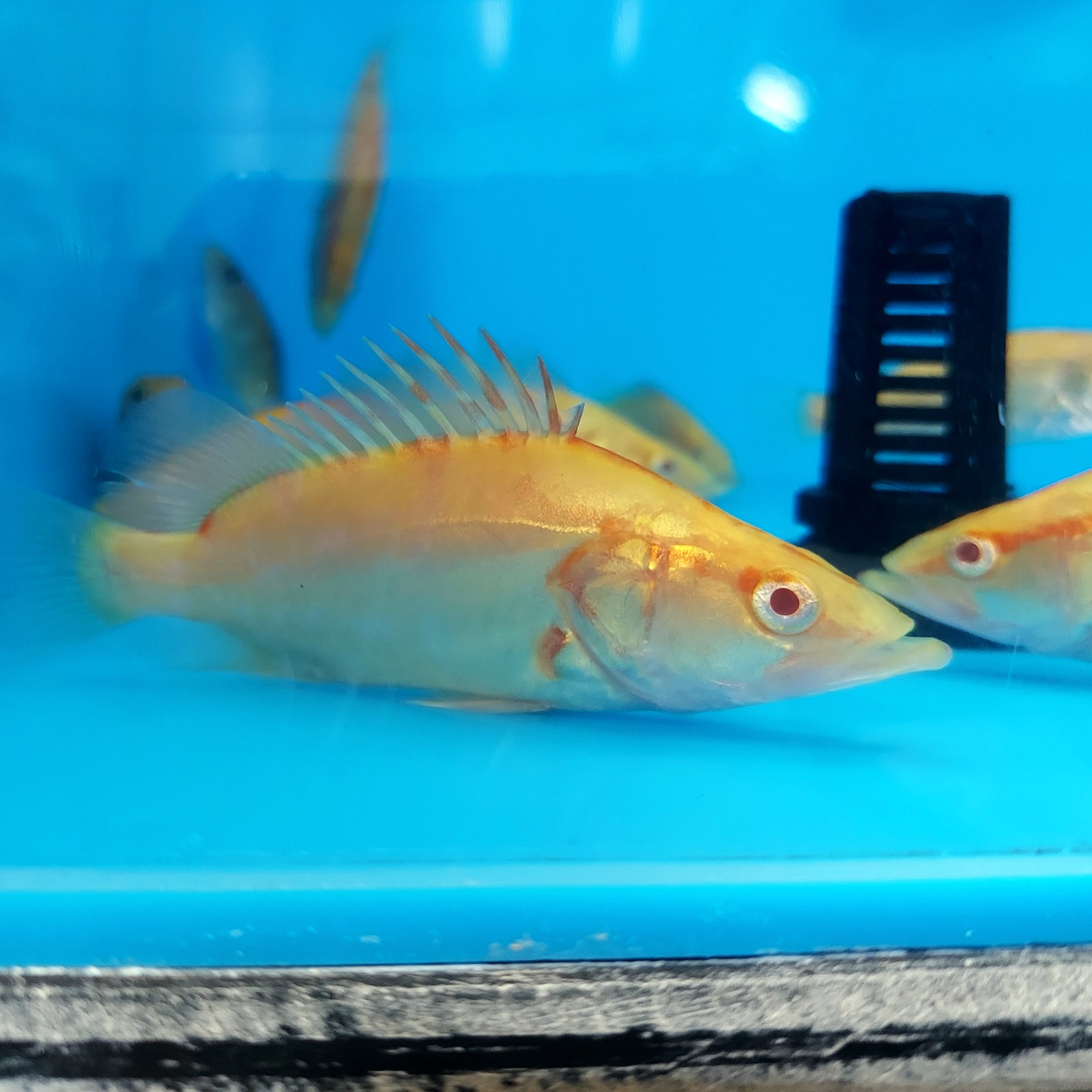 Albino Chinese Perch (Siniperca chuatsi) — Predatory Fins