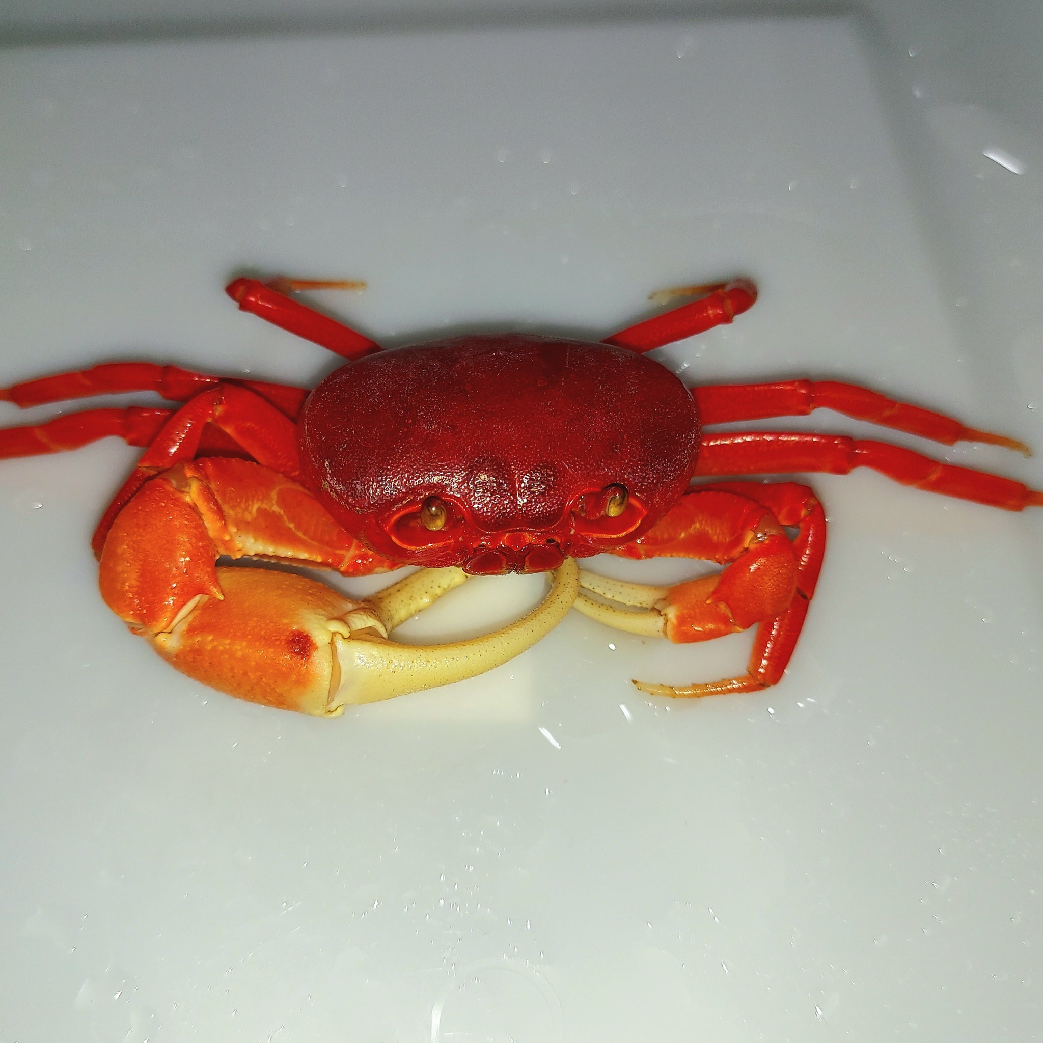 CRUSTACEANS — Predatory Fins