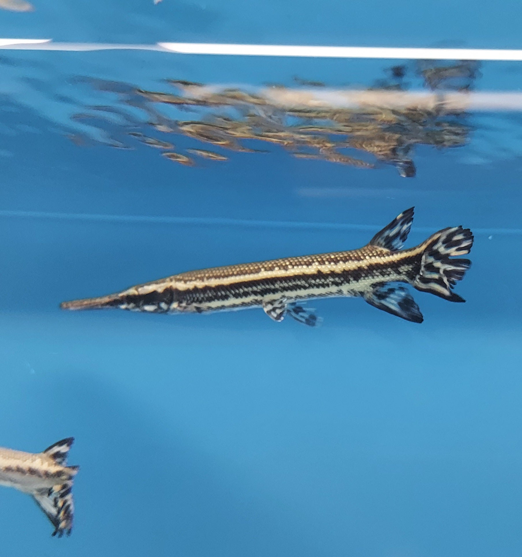 Baby Longnose Gar Fish
