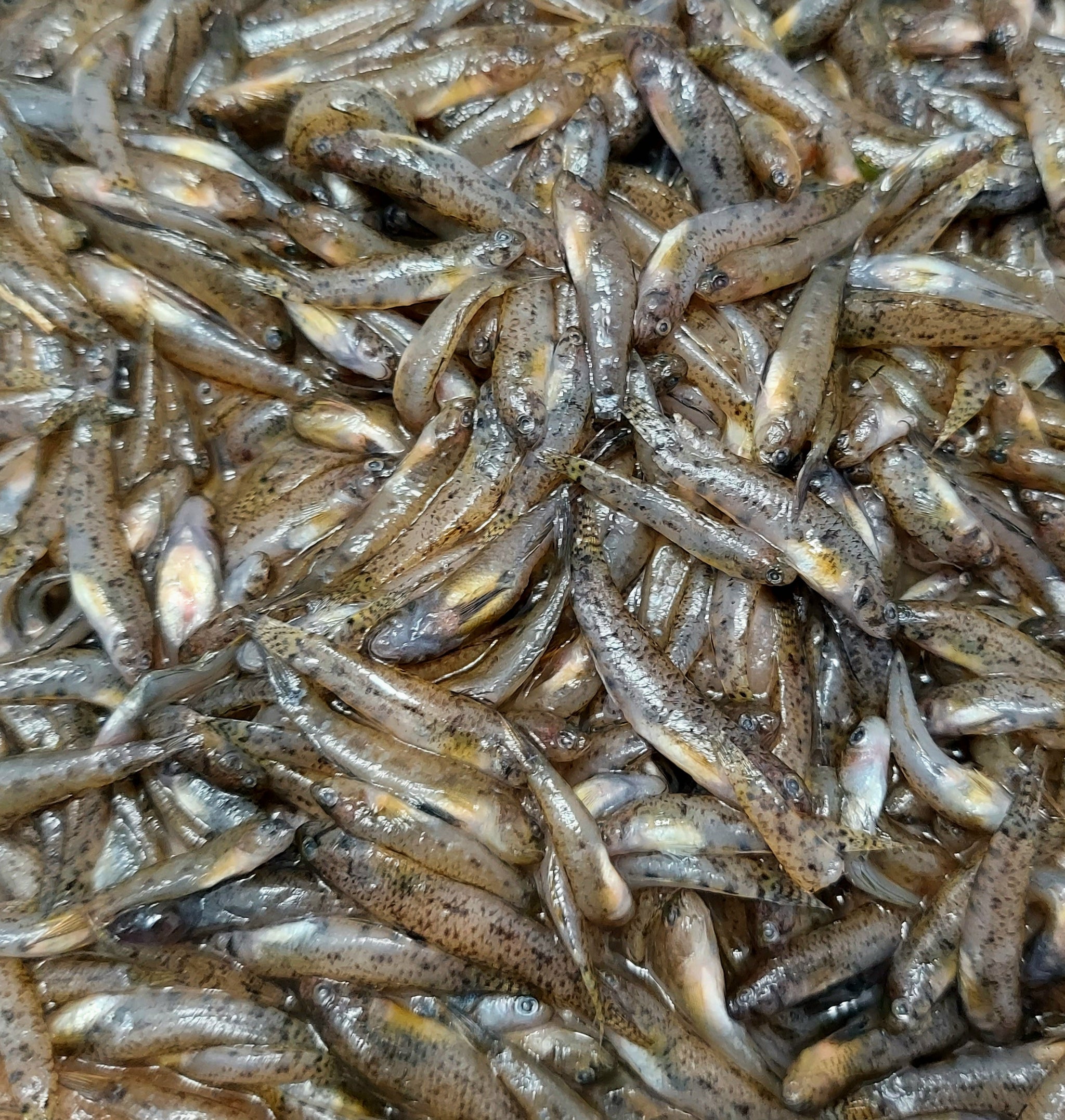 all — Predatory Fins