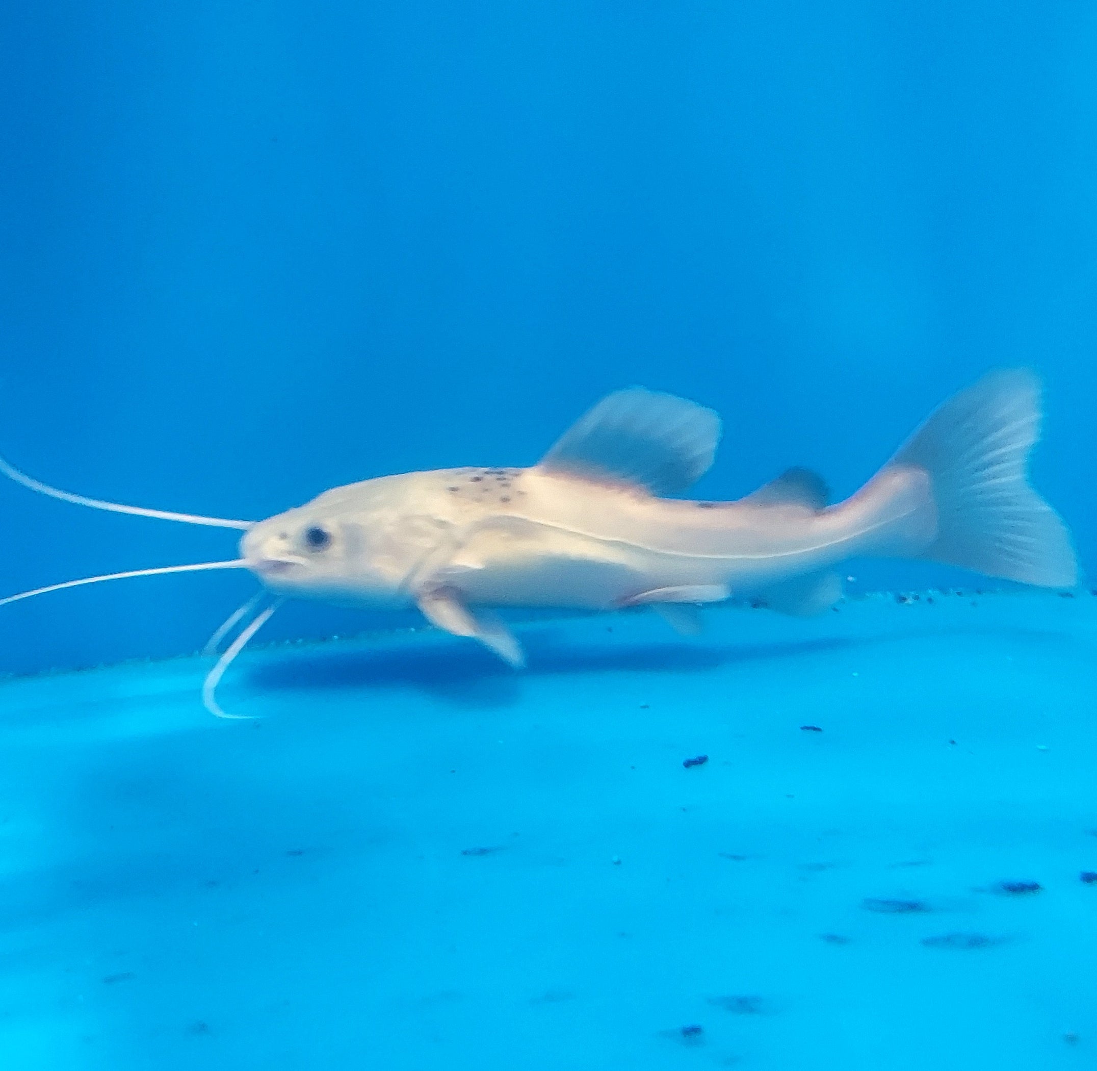 Platinum Redtail Catfish (Phractocephalus hemioliopterus) — Predatory Fins