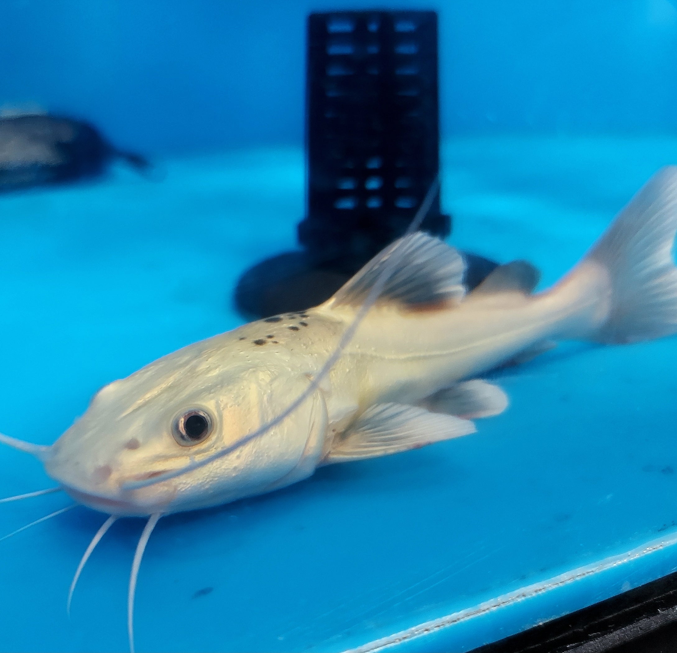 Platinum Redtail Catfish (Phractocephalus hemioliopterus) — Predatory Fins
