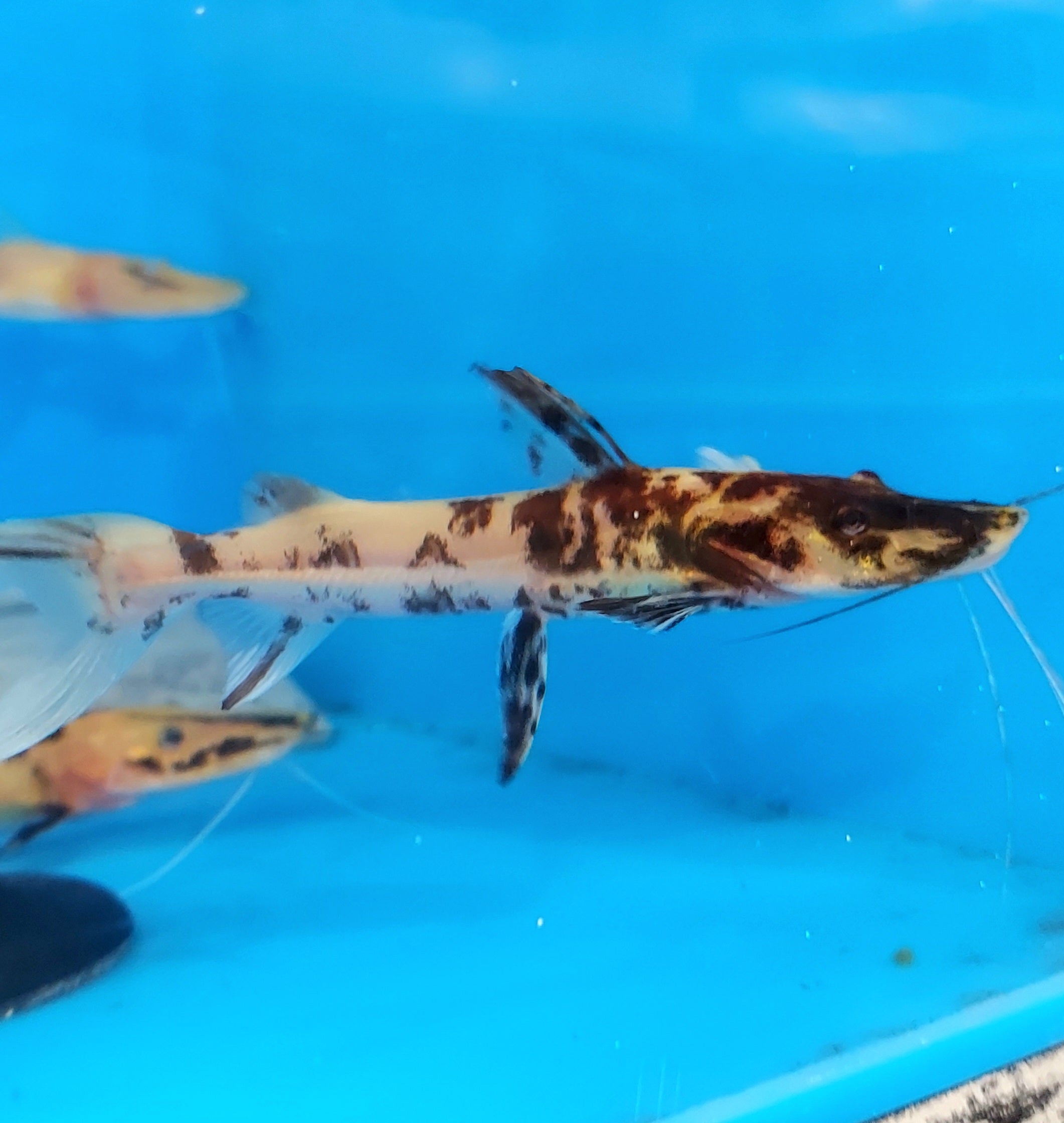 Albino Golden Marble Tiger Shovelnose Catfish (Pseudoplatystoma fascia ...