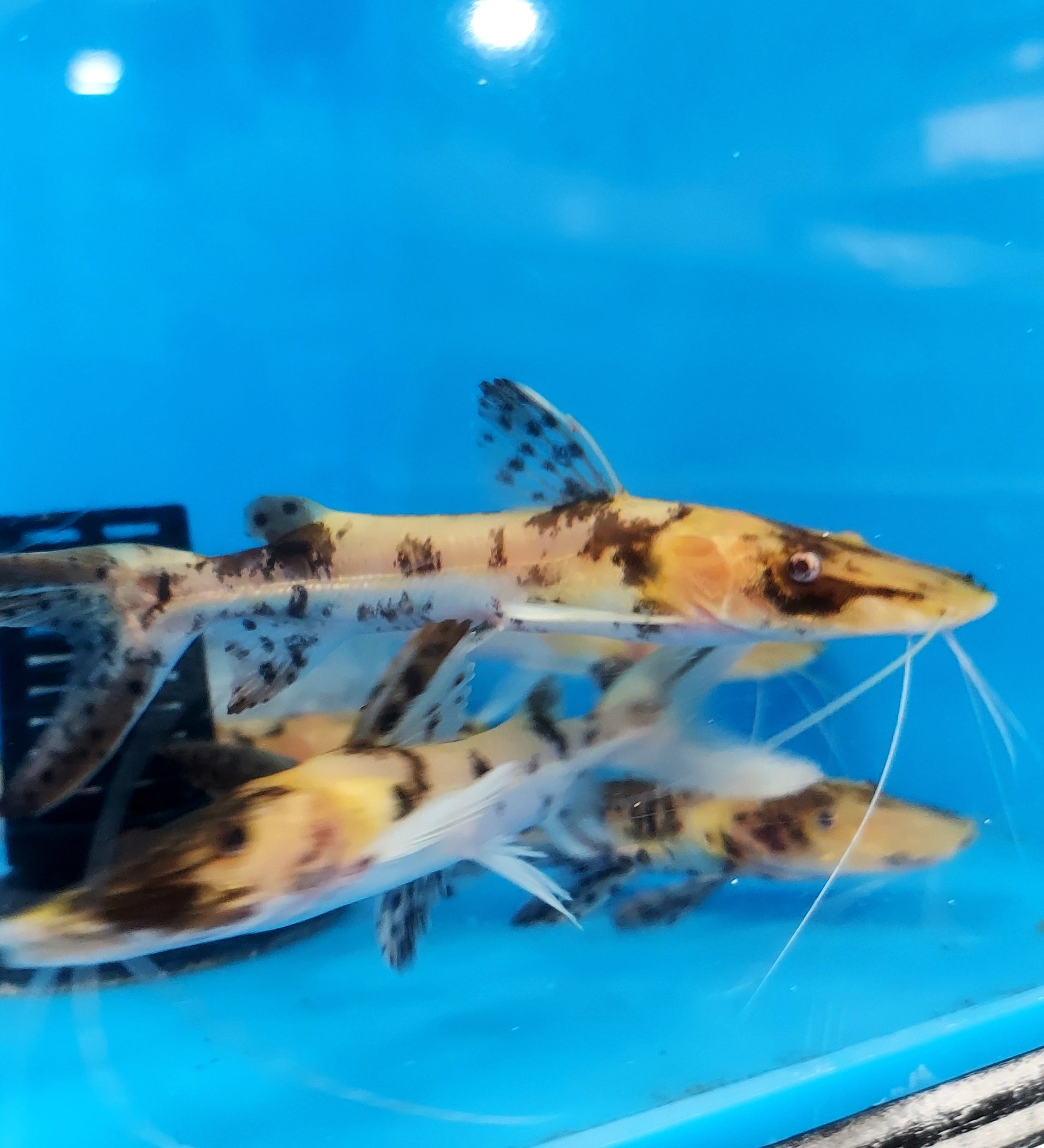 Albino Golden Marble Tiger Shovelnose Catfish (Pseudoplatystoma fascia ...
