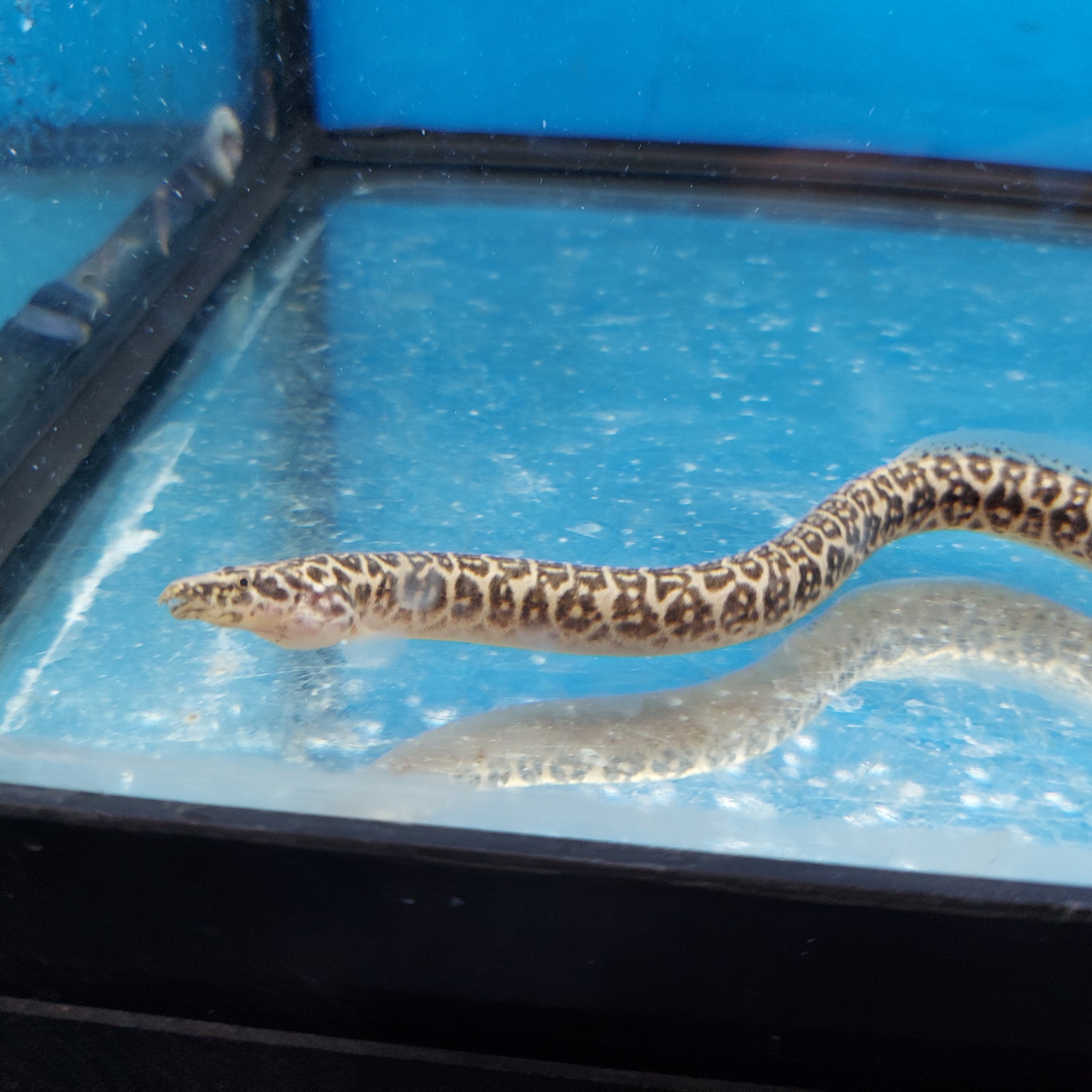 EELS — Predatory Fins