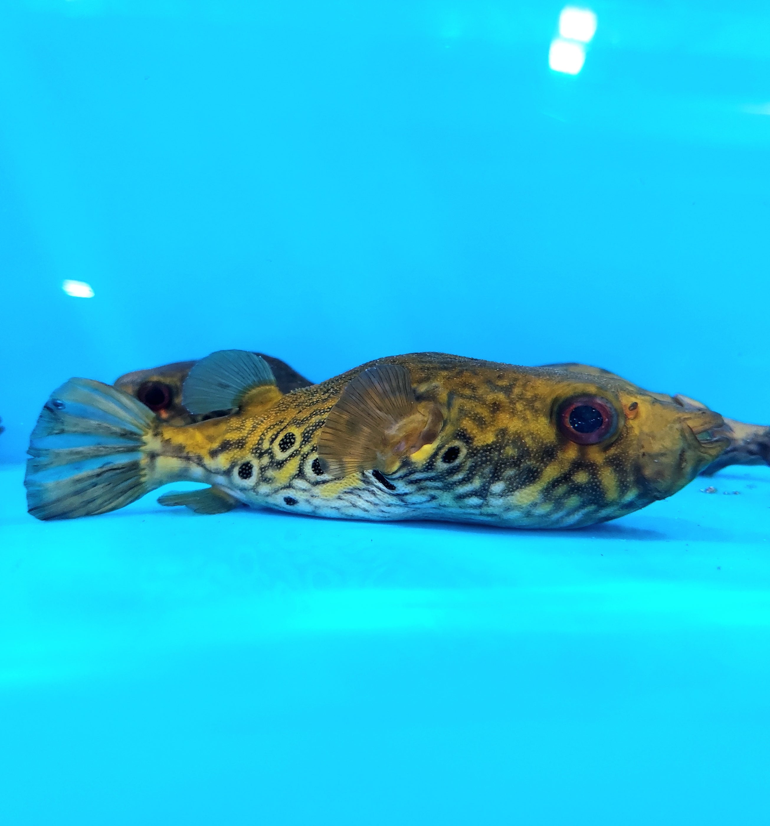 Thai Humpback Dragon Puffer (Pao palembangensis) — Predatory Fins