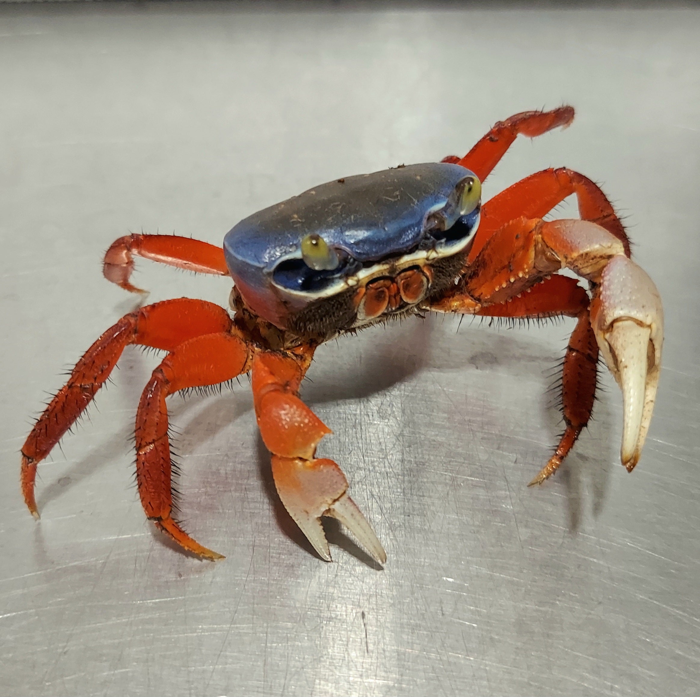 African Rainbow Land Crab (Cardisoma armatum) — Predatory Fins