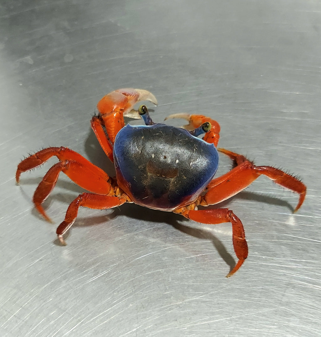 CRUSTACEANS — Predatory Fins