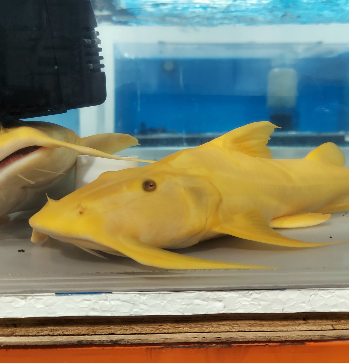 Golden Goonch Catfish (Bagarius yarrelli) — Predatory Fins