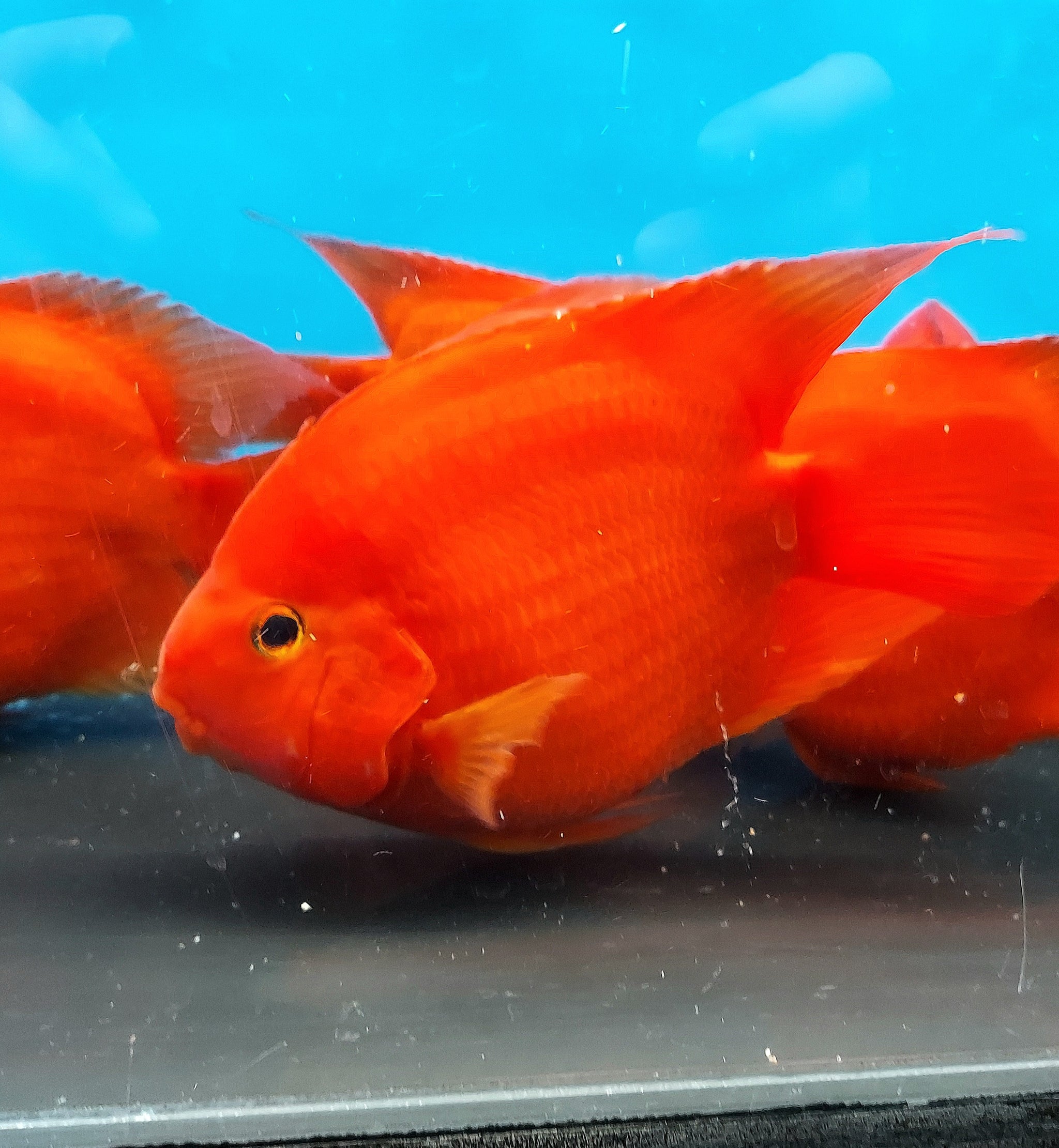 PARROT CICHLID — Predatory Fins