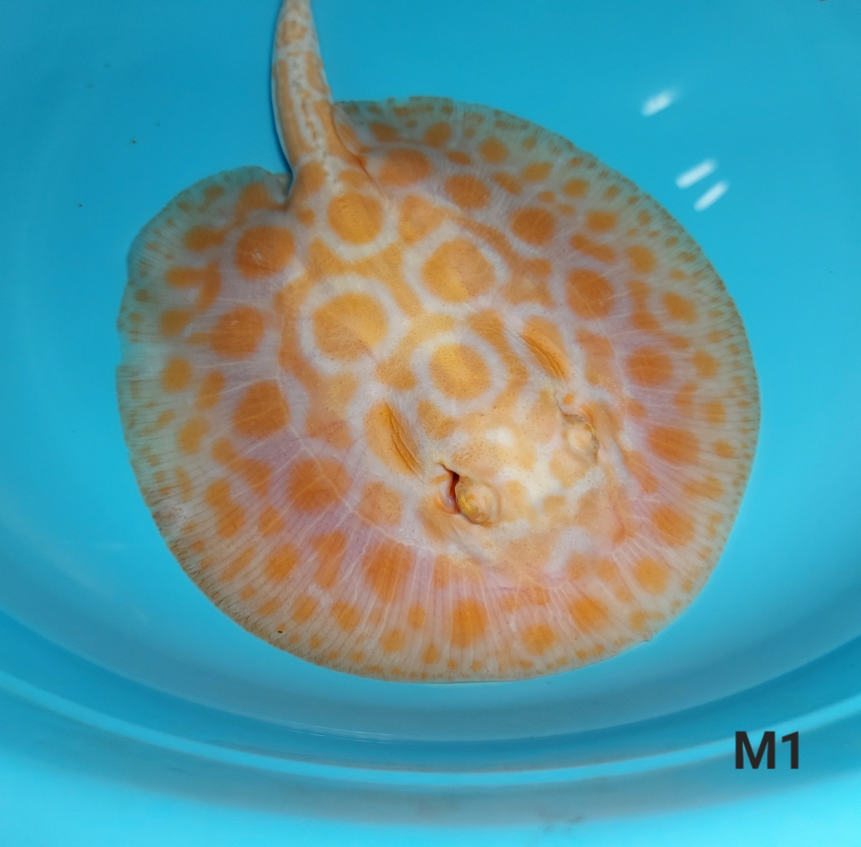 Albino Golden Red Designer Hybrid Stingray (Potamotrygon sp ...