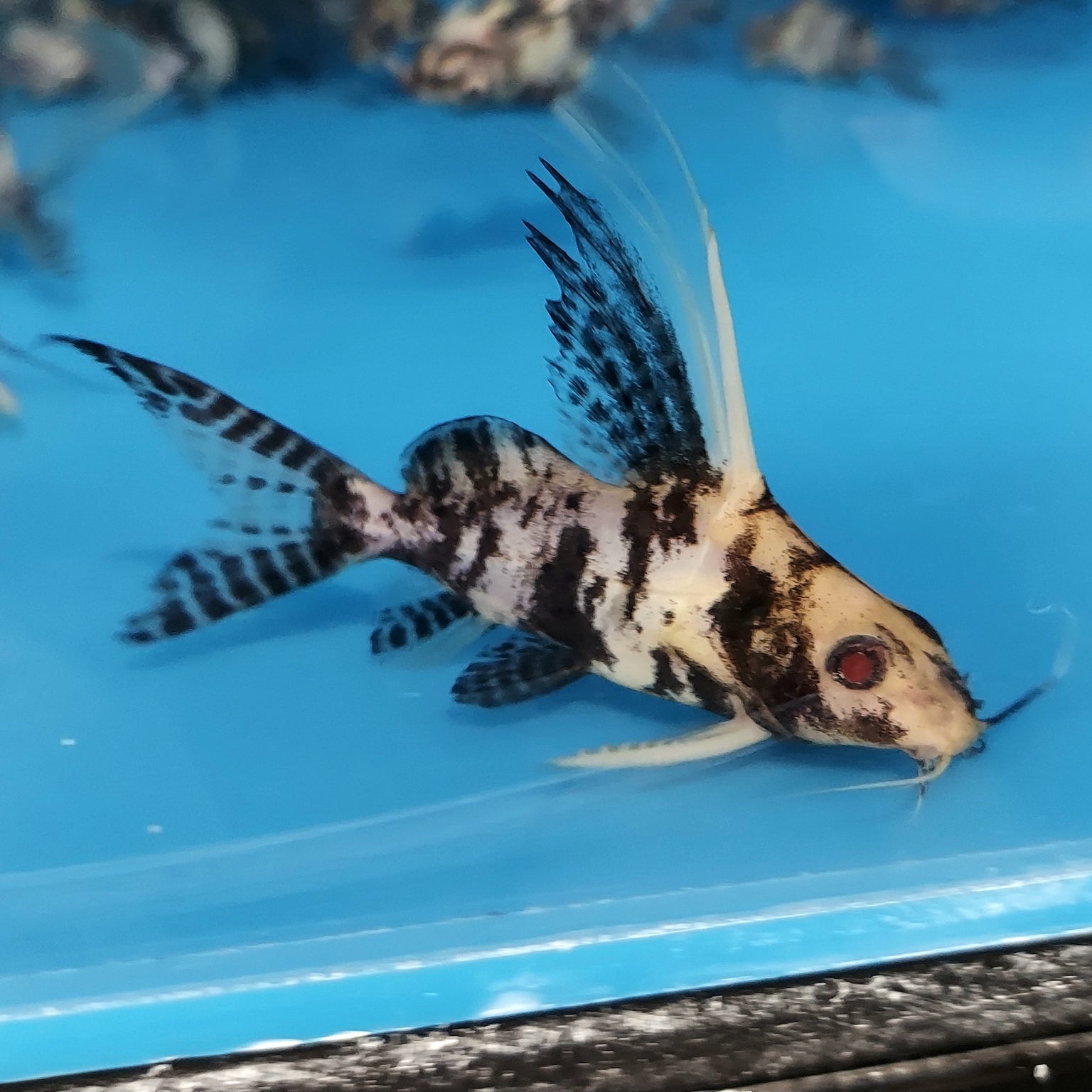 CATFISH — Predatory Fins