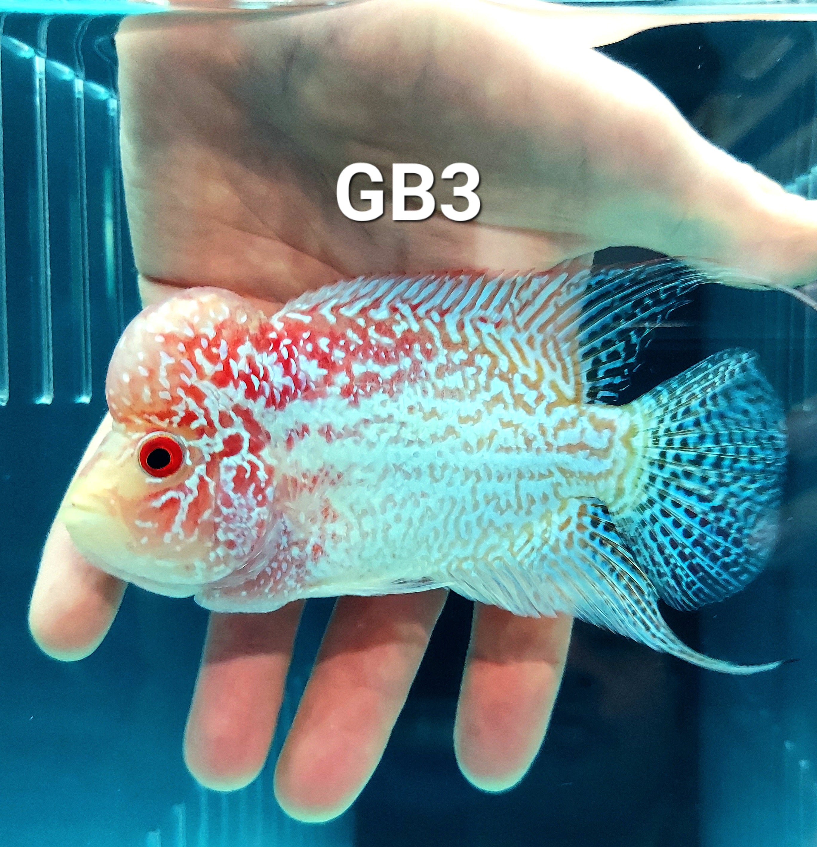 Golden Base Flowerhorn Cichlid (Cichlasoma sp) – Predatory Fins