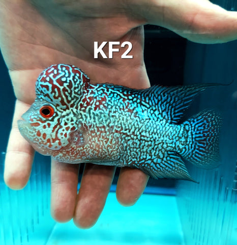 Kamfa Flowerhorn Cichlid (Cichlasoma sp) – Predatory Fins