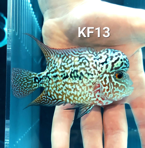 Kamfa Flowerhorn Cichlid (Cichlasoma sp) – Predatory Fins