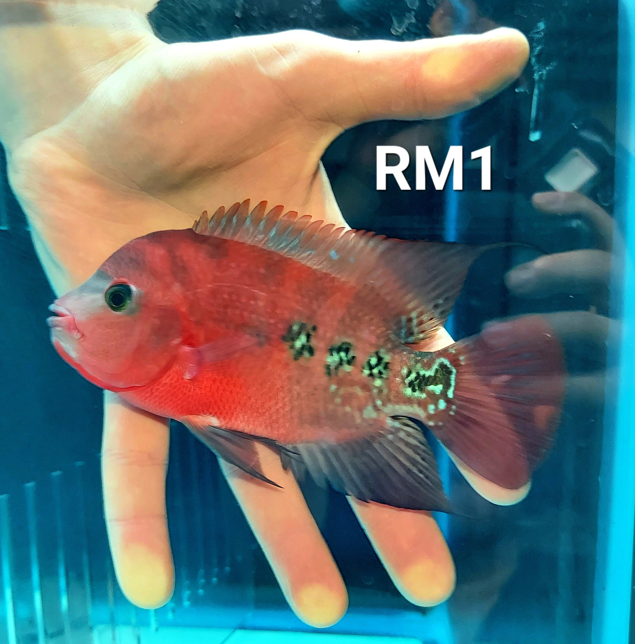 Red Monkey Kamfa Flowerhorn Cichlid (Vieja sp) — Predatory Fins