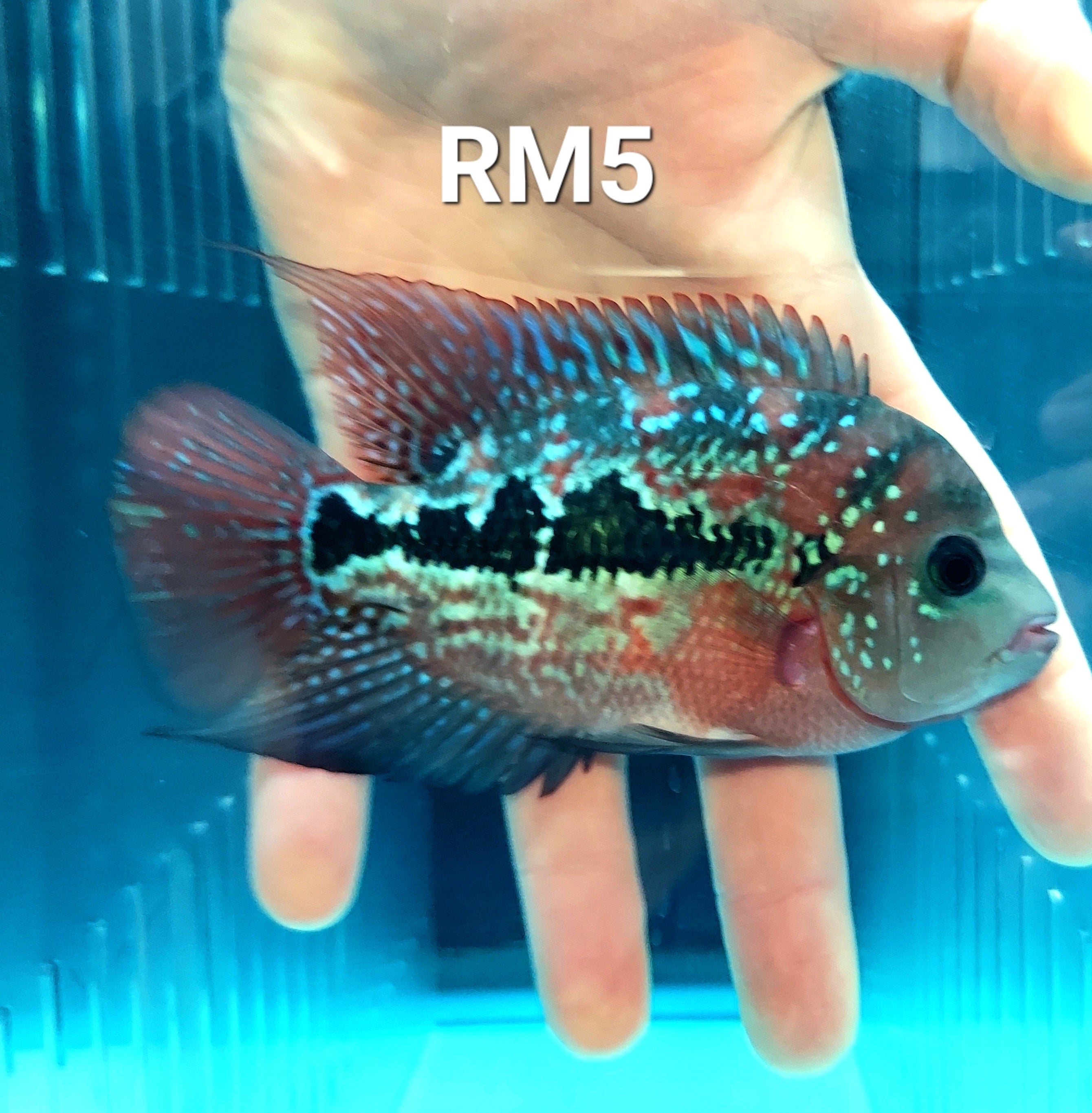Red Monkey Kamfa Flowerhorn Cichlid (Vieja sp) – Predatory Fins