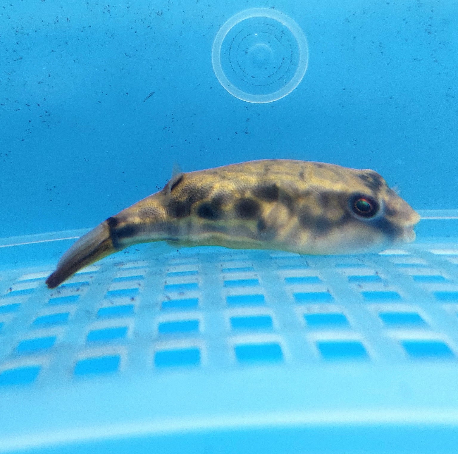 PUFFER FISH — Predatory Fins