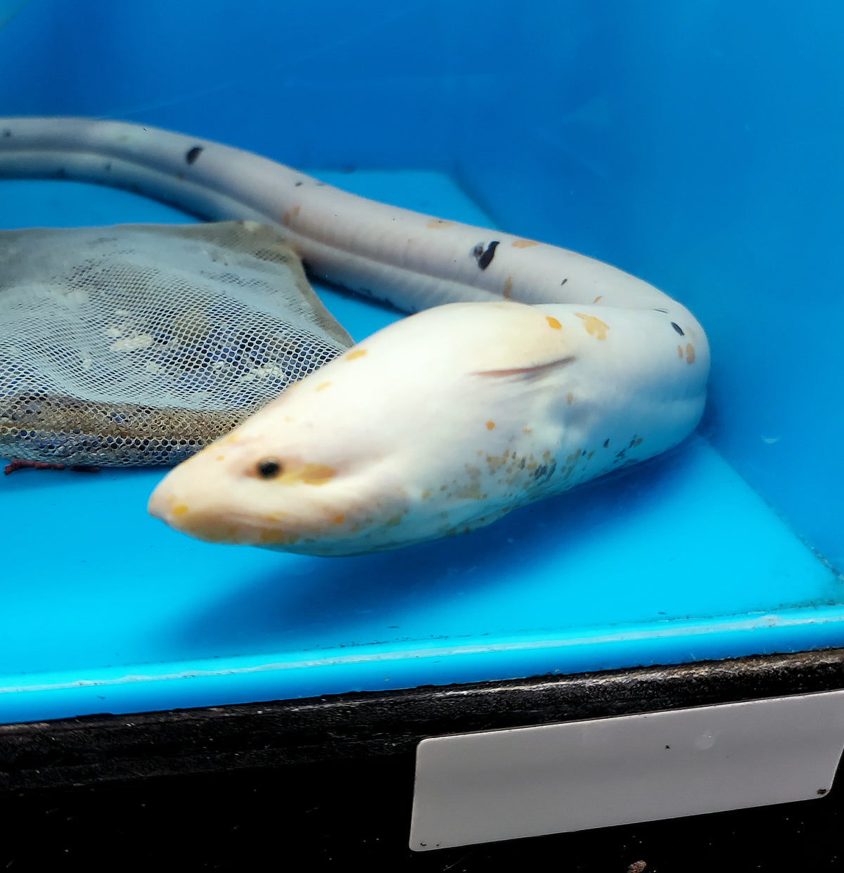 Asian Swamp Eel (Monopterus albus) — Predatory Fins