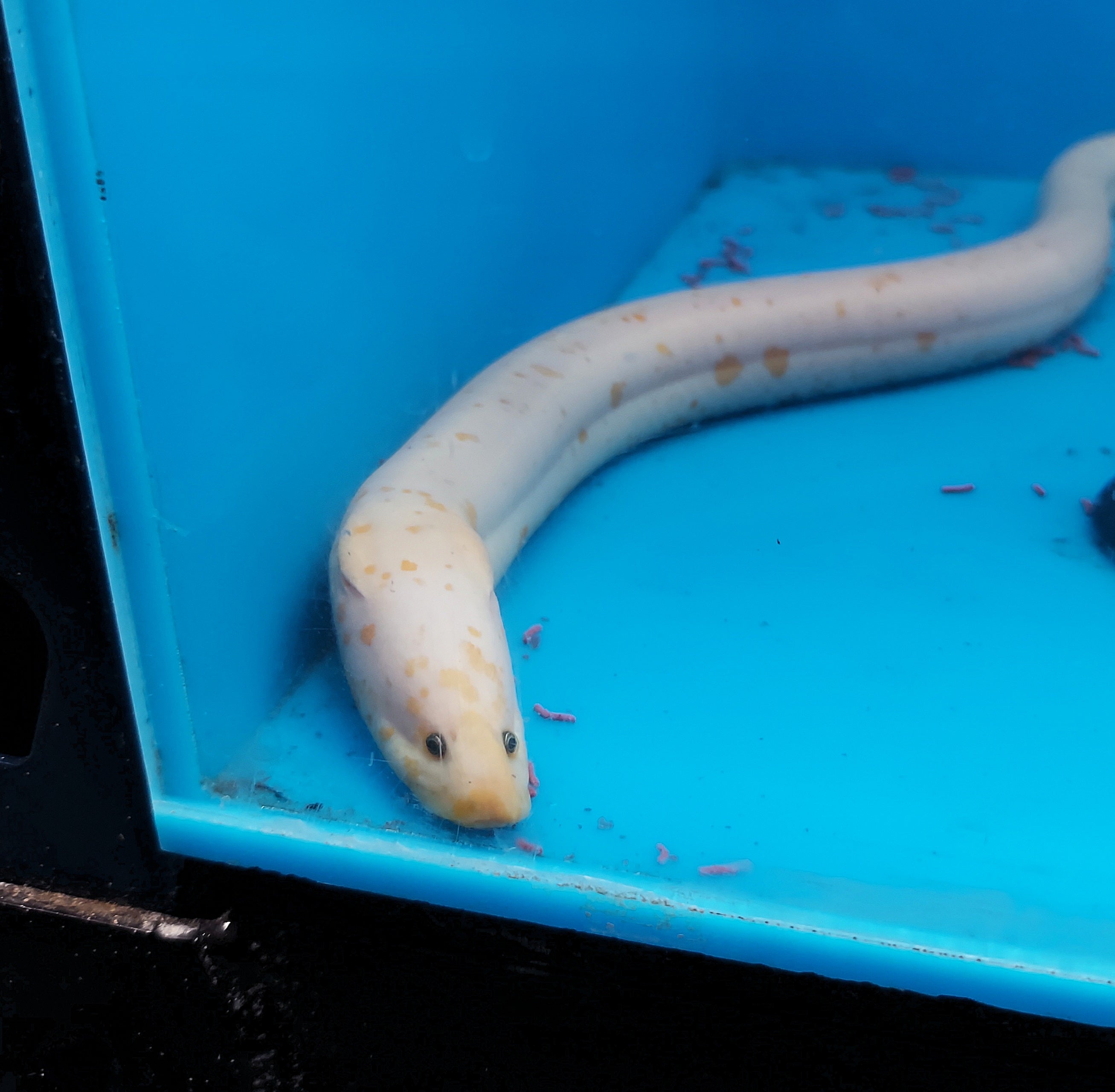Asian Swamp Eel (Monopterus albus) – Predatory Fins