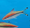 Predatory Fins
