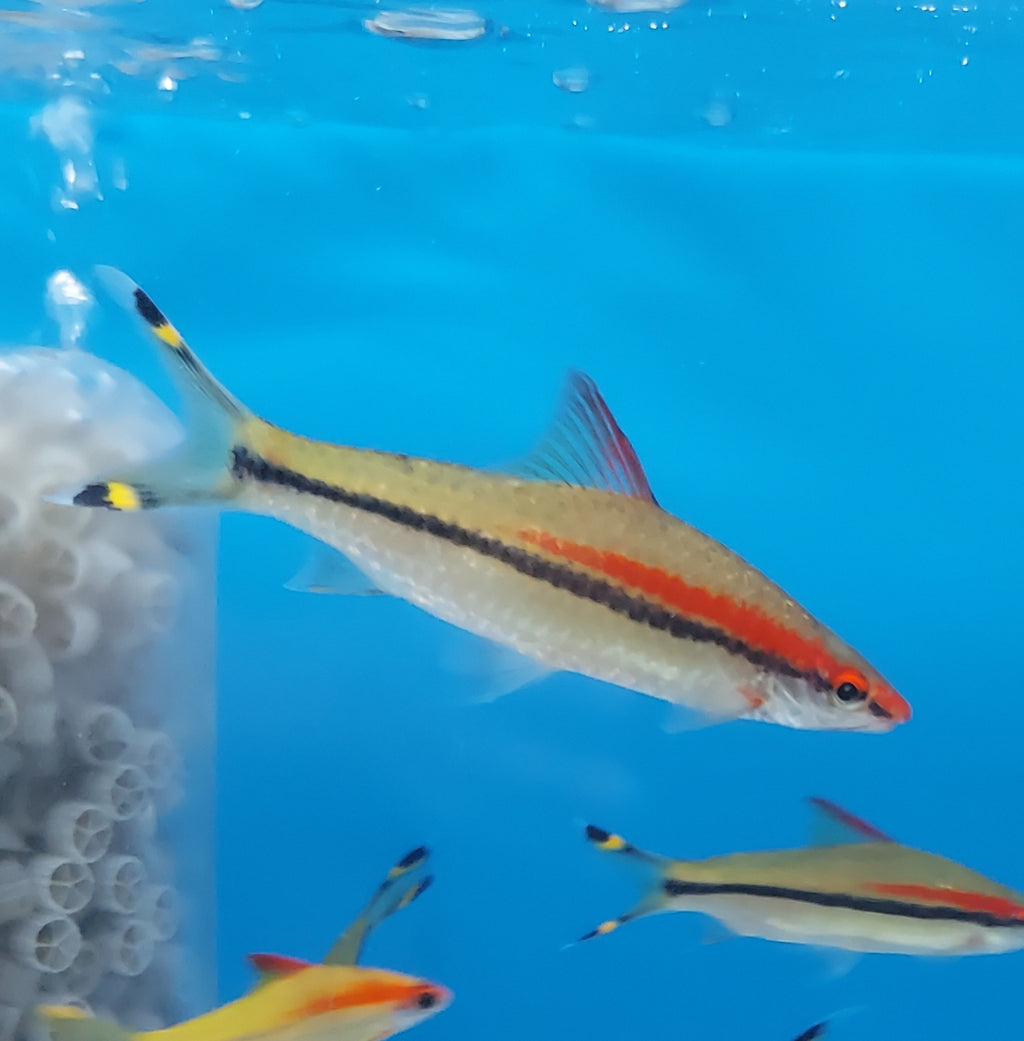 BARBS — Predatory Fins