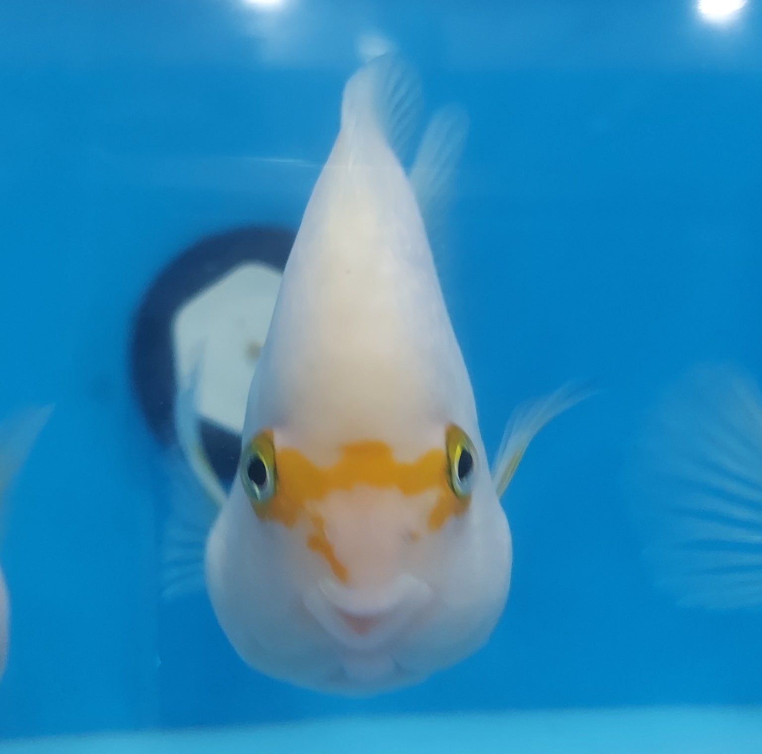PARROT CICHLID — Predatory Fins