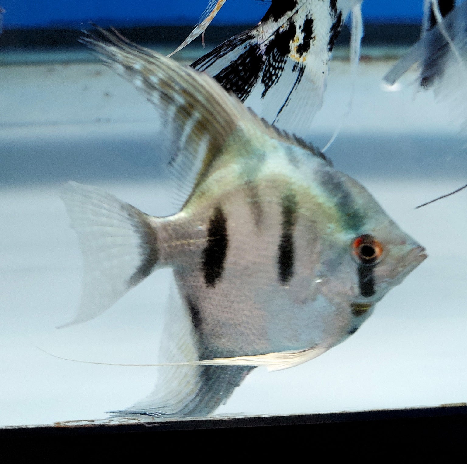 ANGELFISH — Predatory Fins