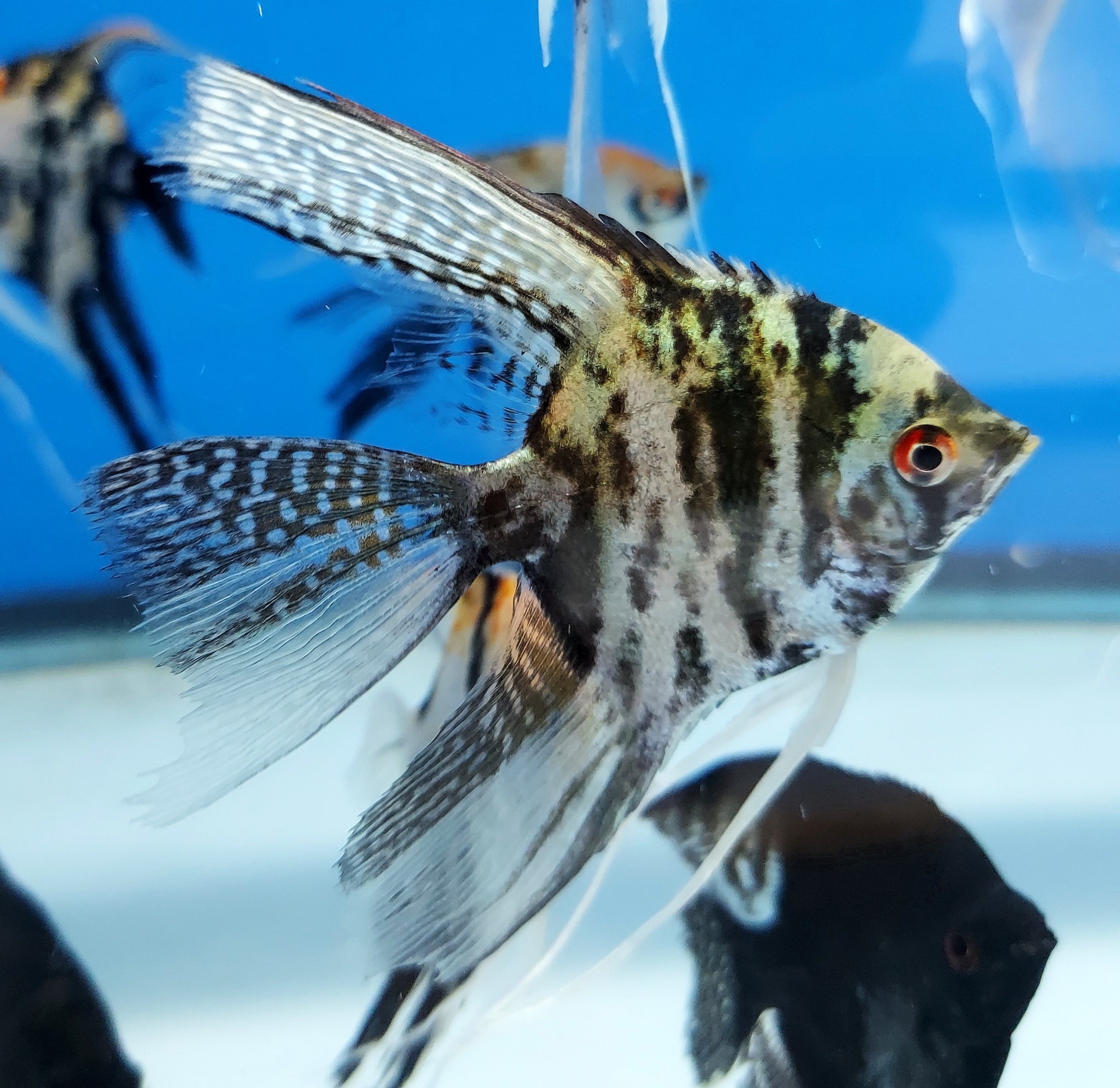 Blue Marble Angelfish
