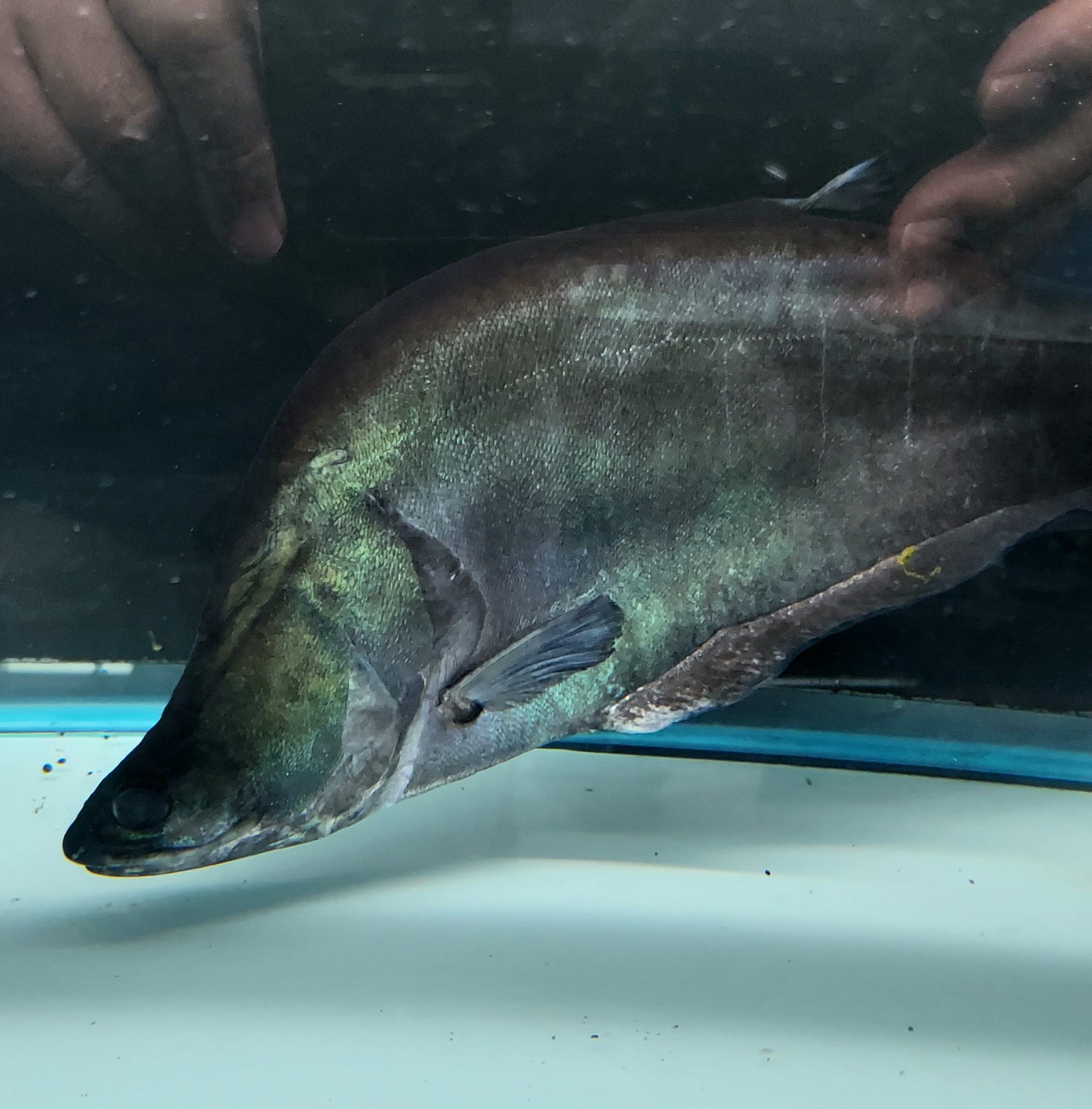 KNIFEFISH — Predatory Fins