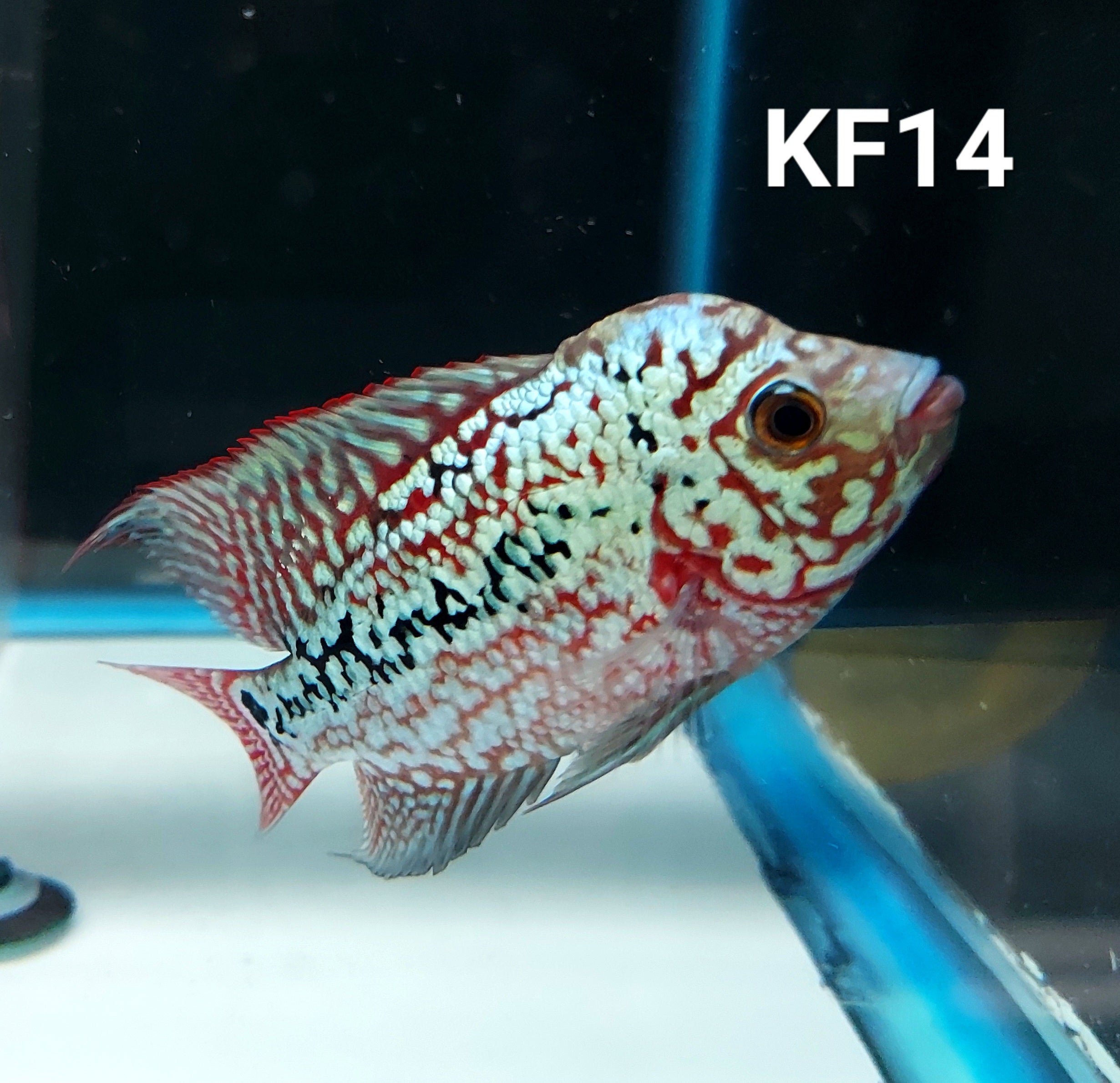 Kamfa Flowerhorn Cichlid (Cichlasoma sp) – Predatory Fins