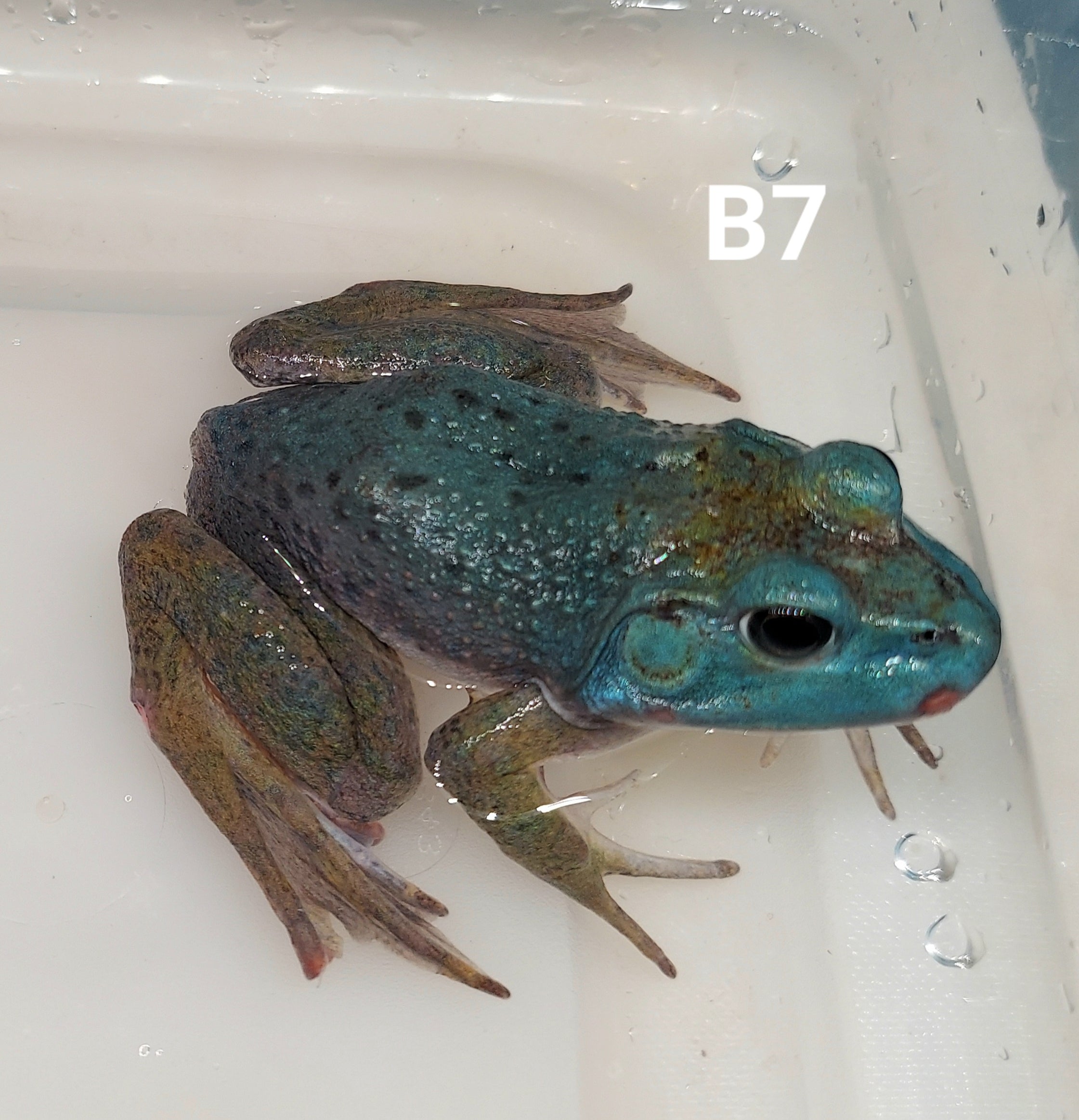 Blue American Bullfrog (Lithobates catesbeiana) — Predatory Fins