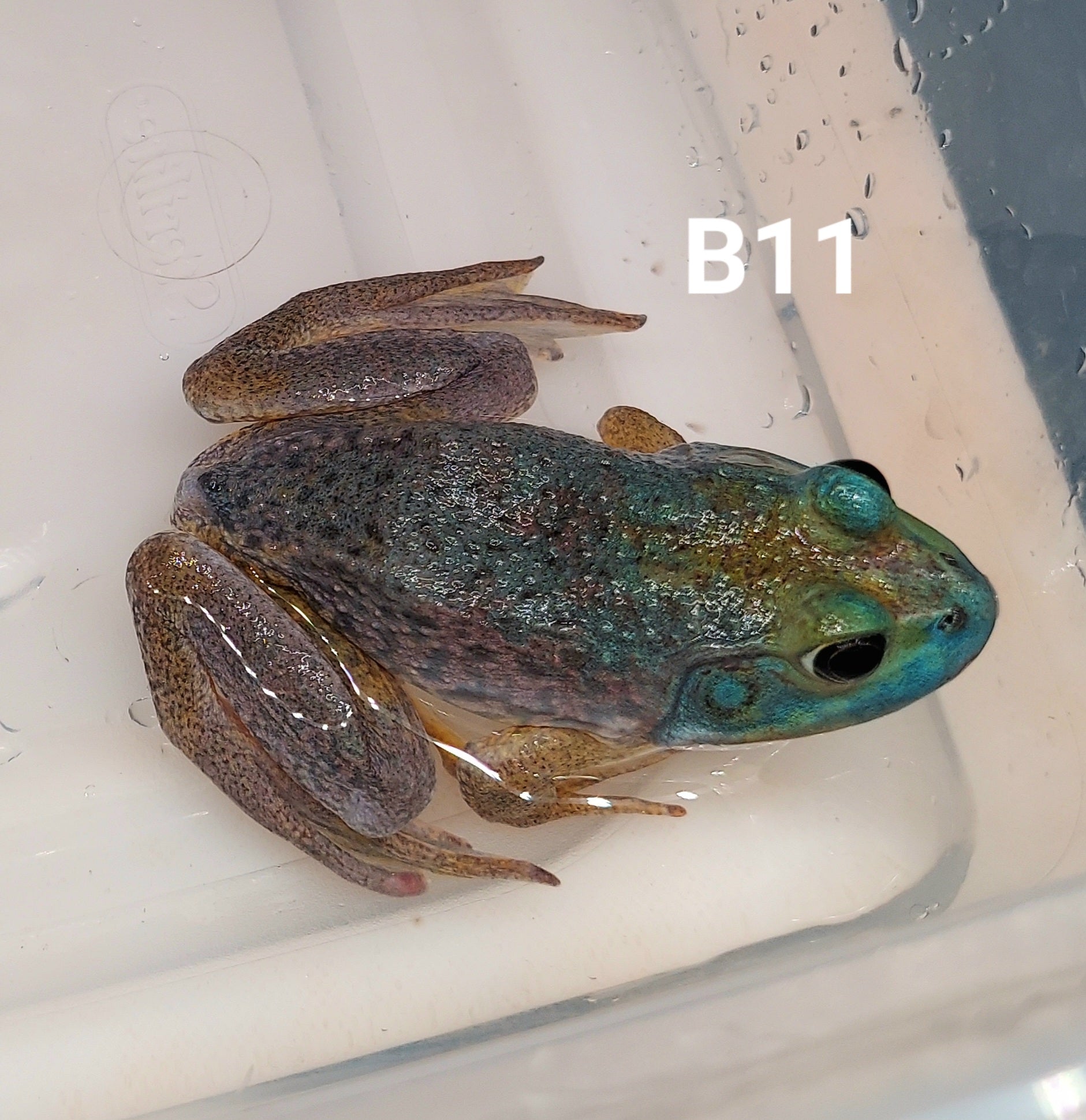Blue American Bullfrog (Lithobates catesbeiana) — Predatory Fins
